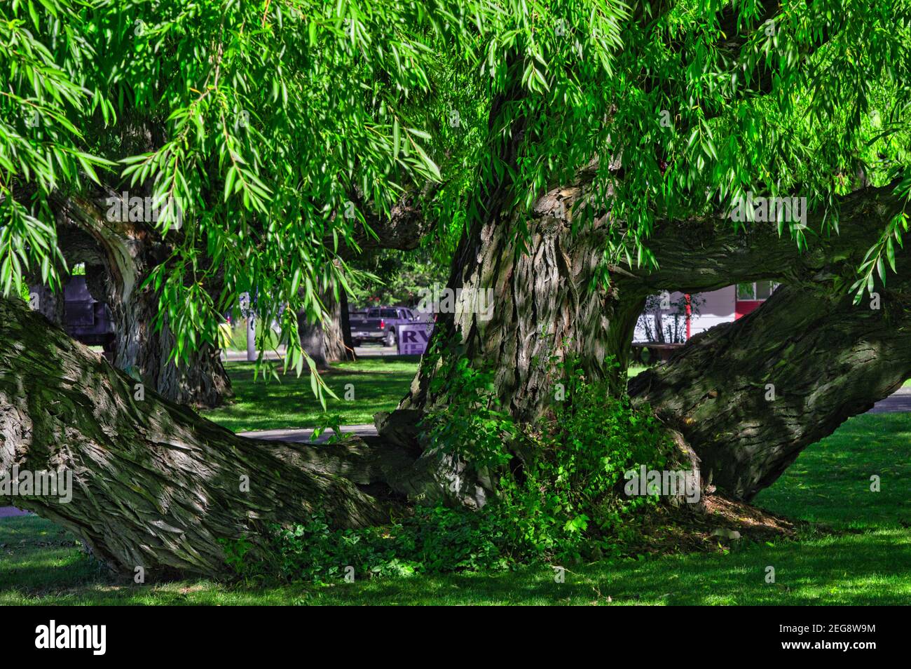 White willow bark and leaf hi-res stock photography and images - Alamy