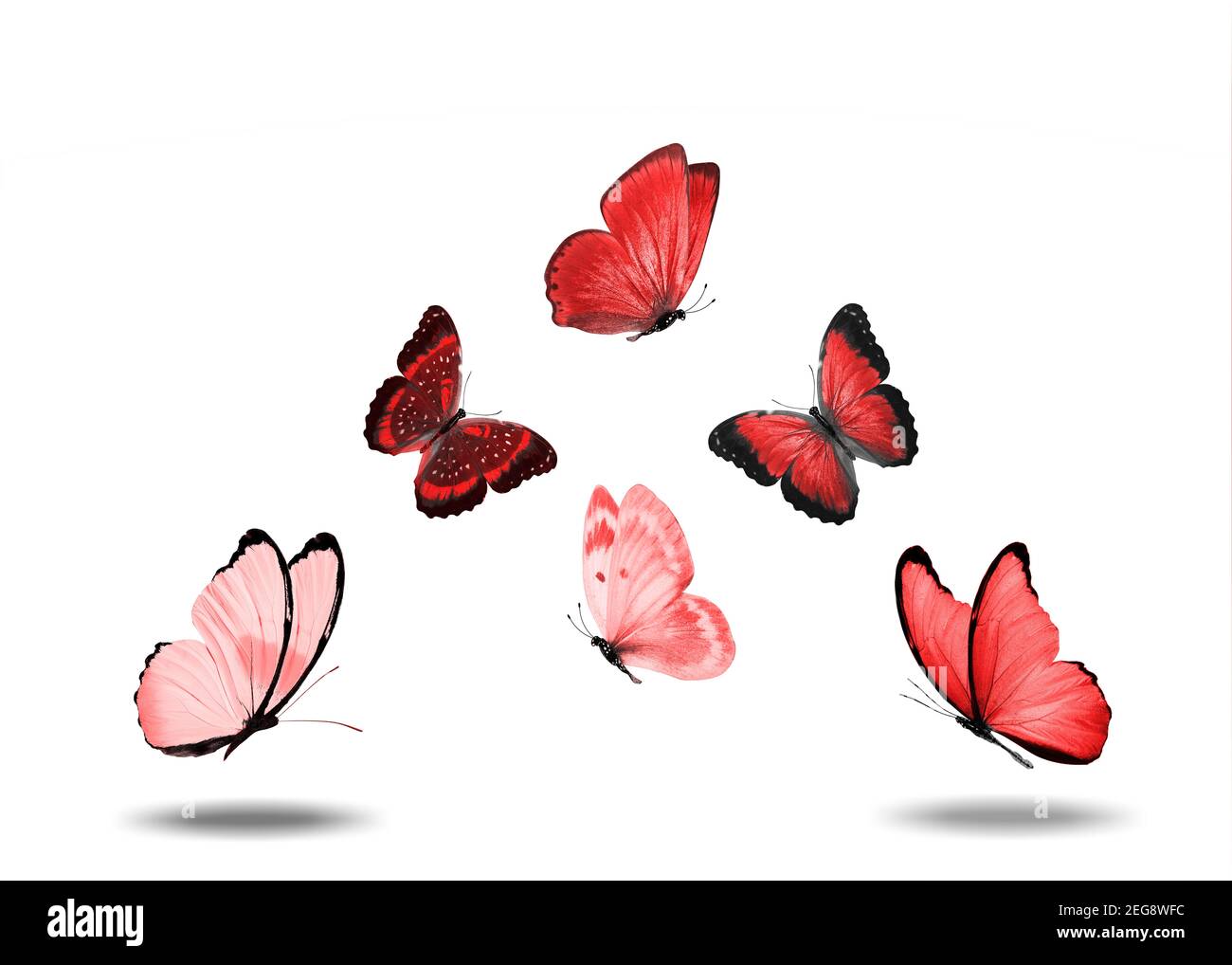 six soaring butterflies isolated on a white background. High quality ...