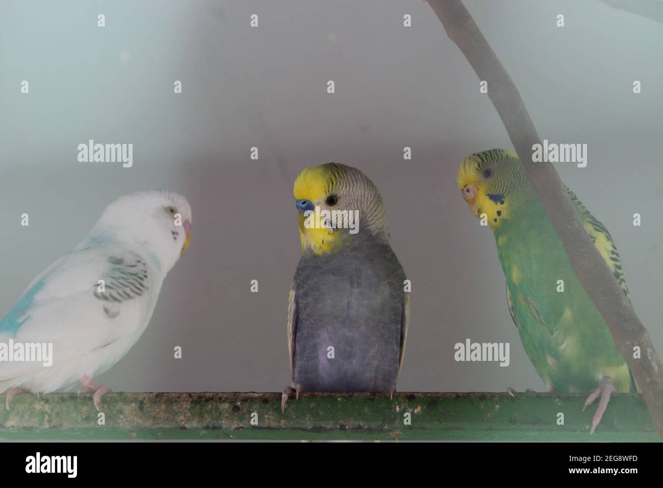 Group of parrots hi-res stock photography and images - Alamy