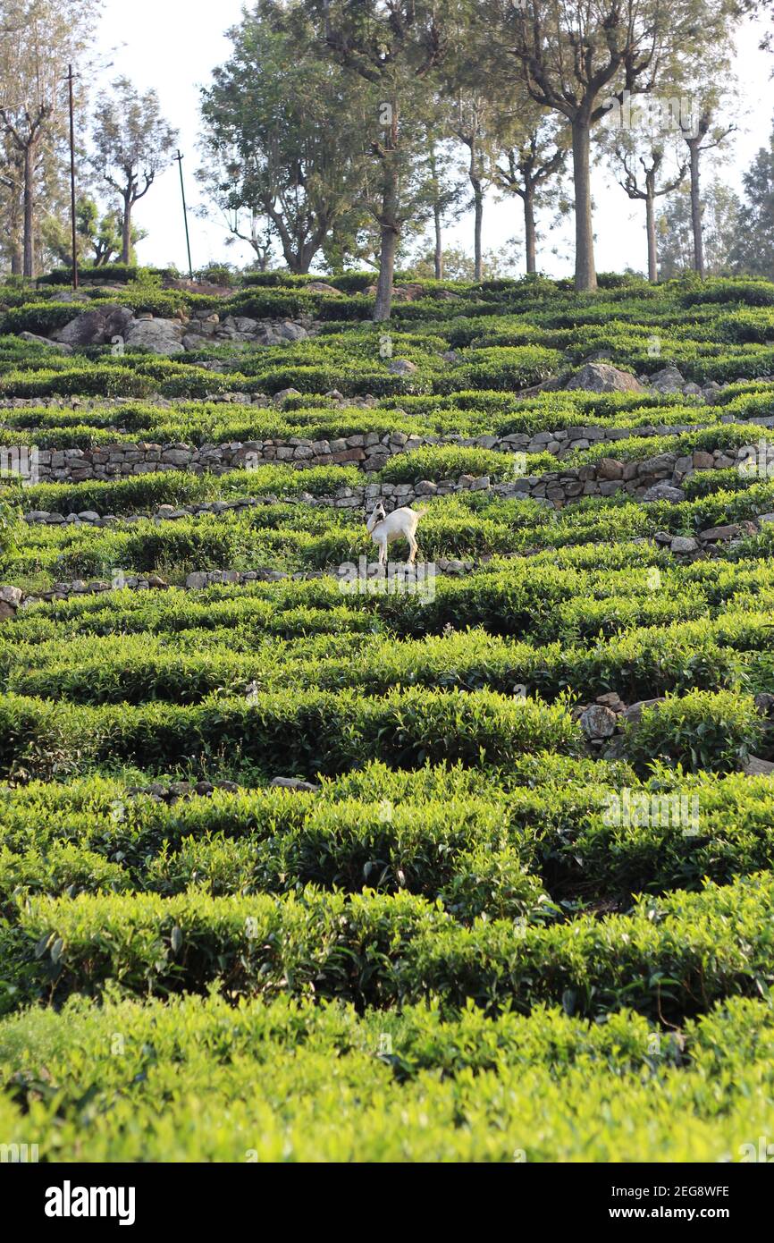 Vertical shot of the tea plant field Stock Photo - Alamy