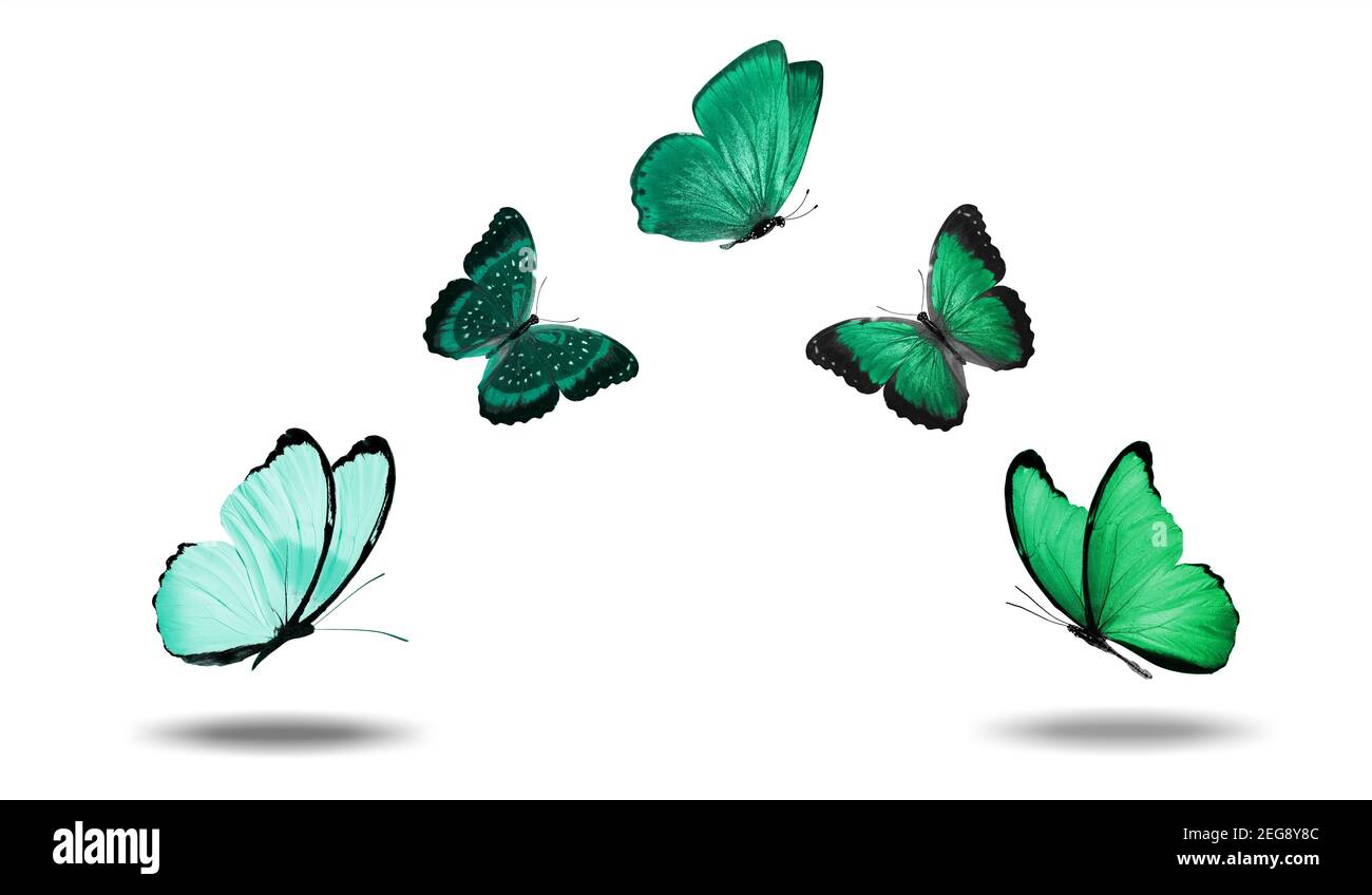 tropical butterflies green butterflies take off in the shape of a ...