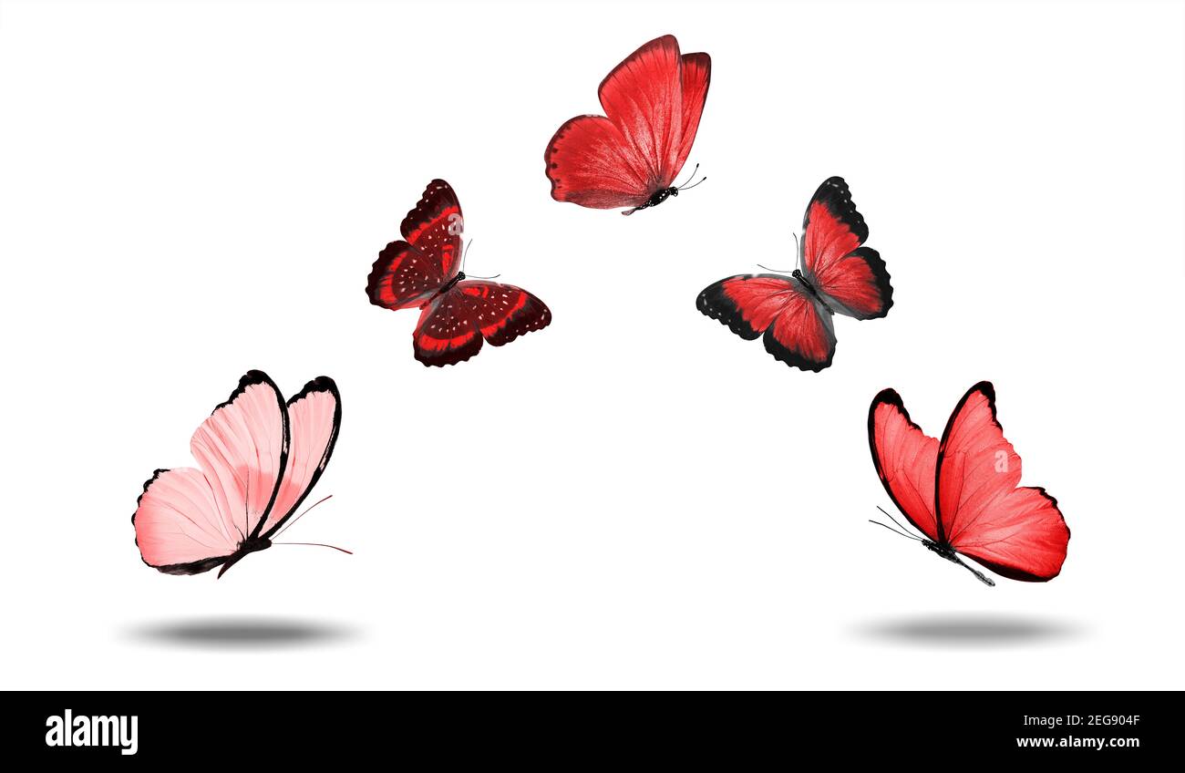 five tropical red butterflies take off in the shape of a triangle ...