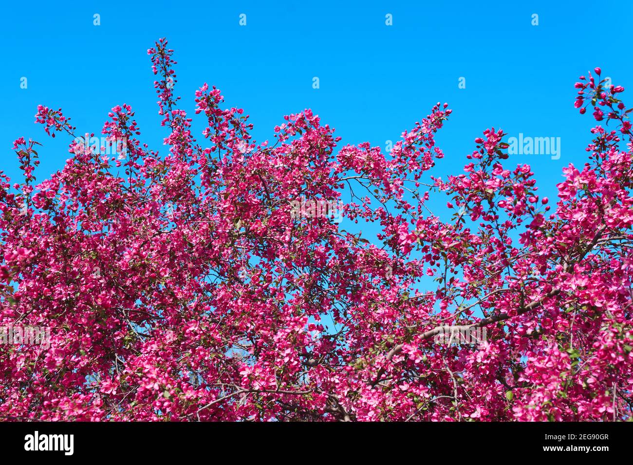 Beautiful pink blossom tree in spring time Stock Photo - Alamy