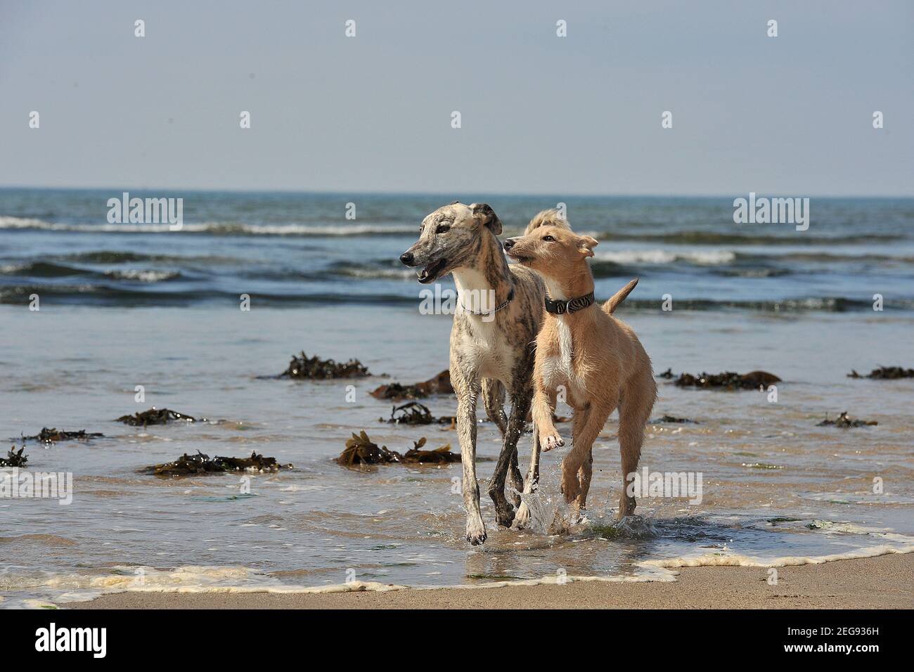 Lurchers hi-res stock photography and images - Alamy