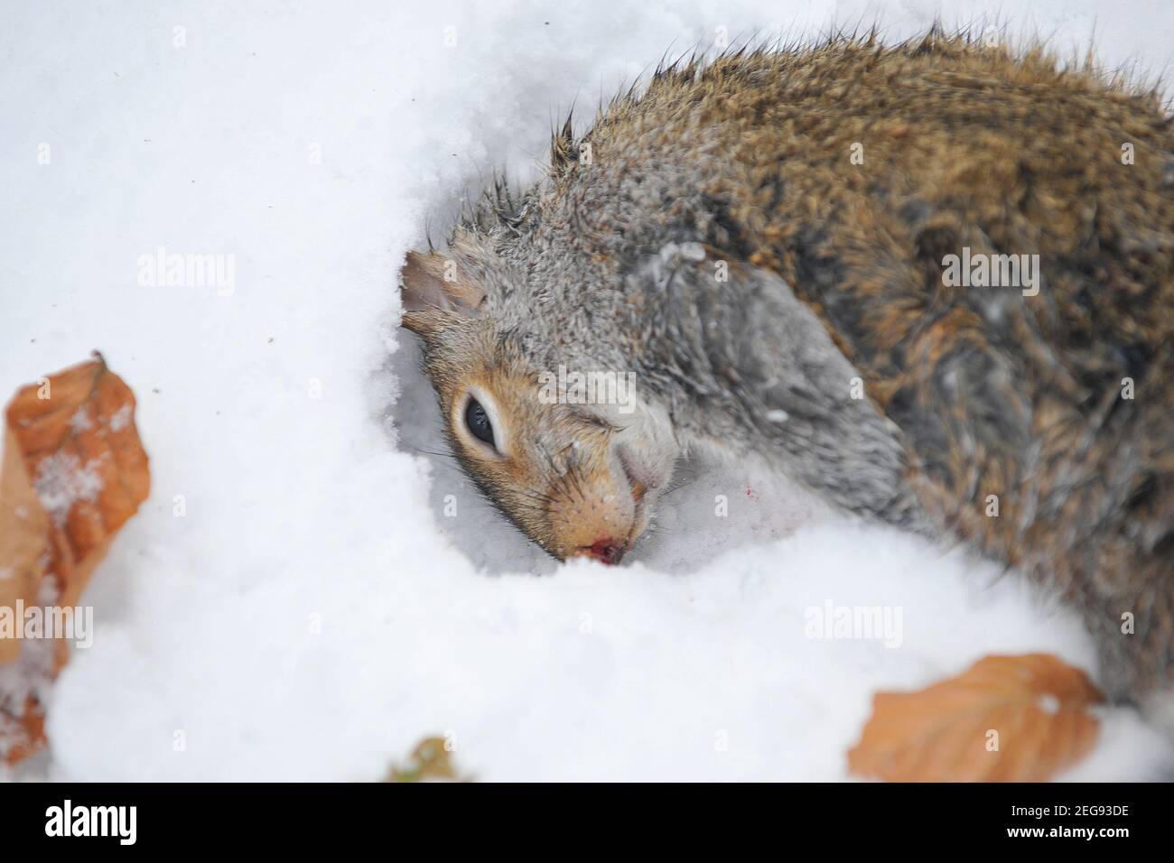 Squirrel species hi-res stock photography and images - Alamy