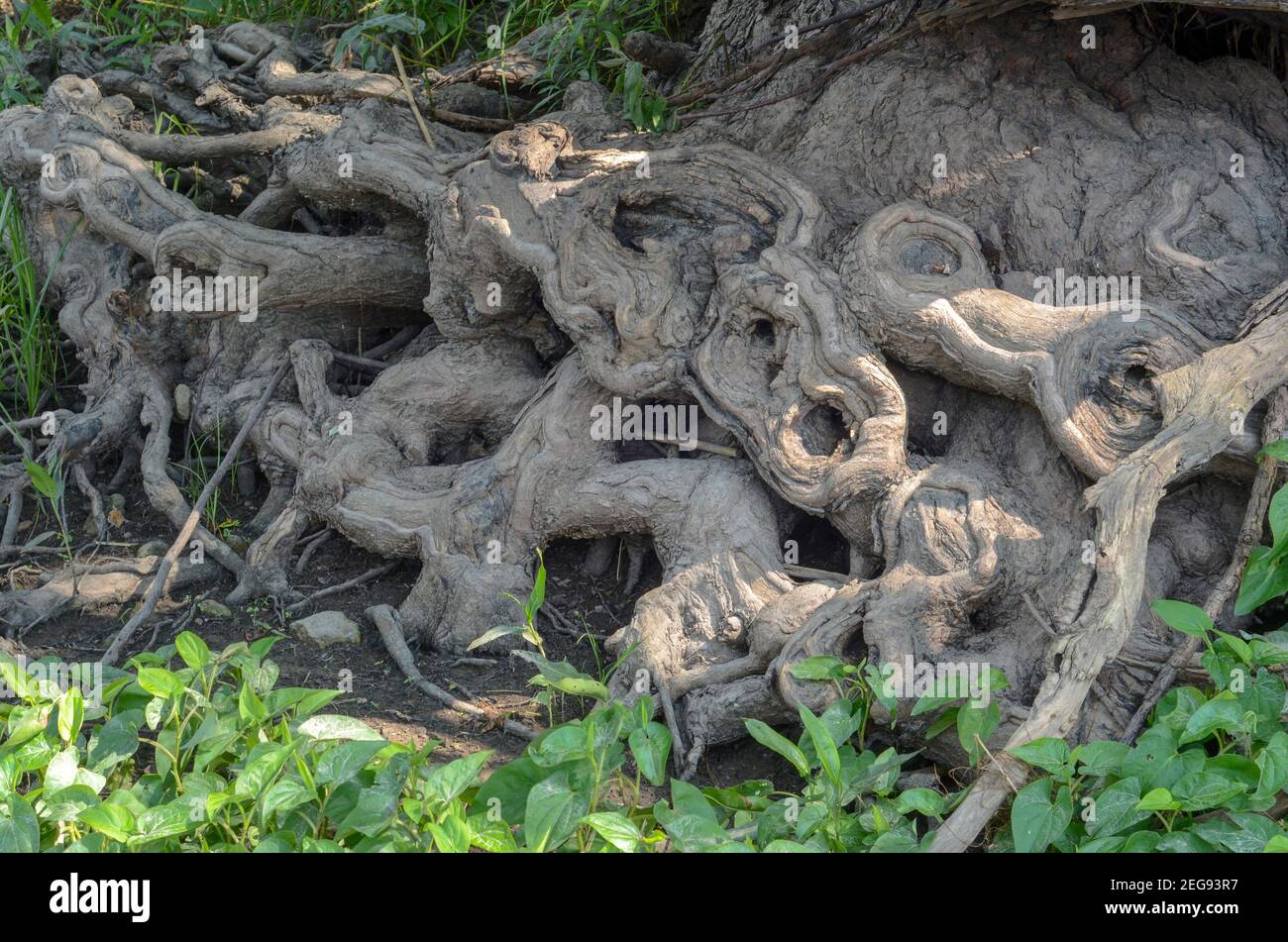 Tree roots in creepy abstract art Stock Photo - Alamy