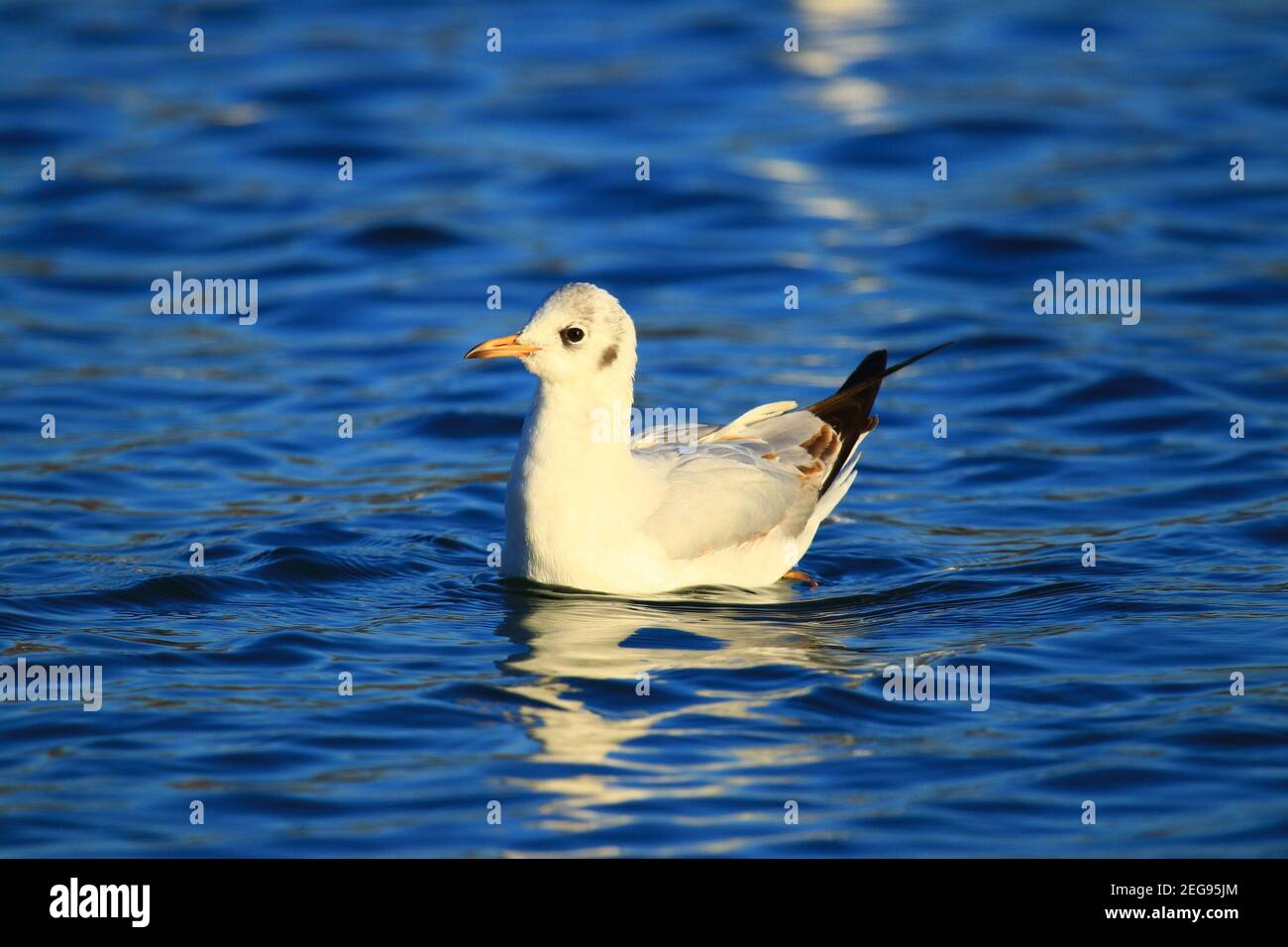 Gull on the lake in beautiful sunny day Stock Photo - Alamy