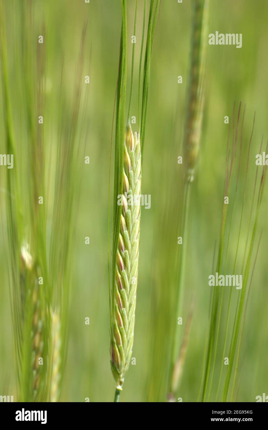 Foxtail is a wild barley plant Stock Photo - Alamy