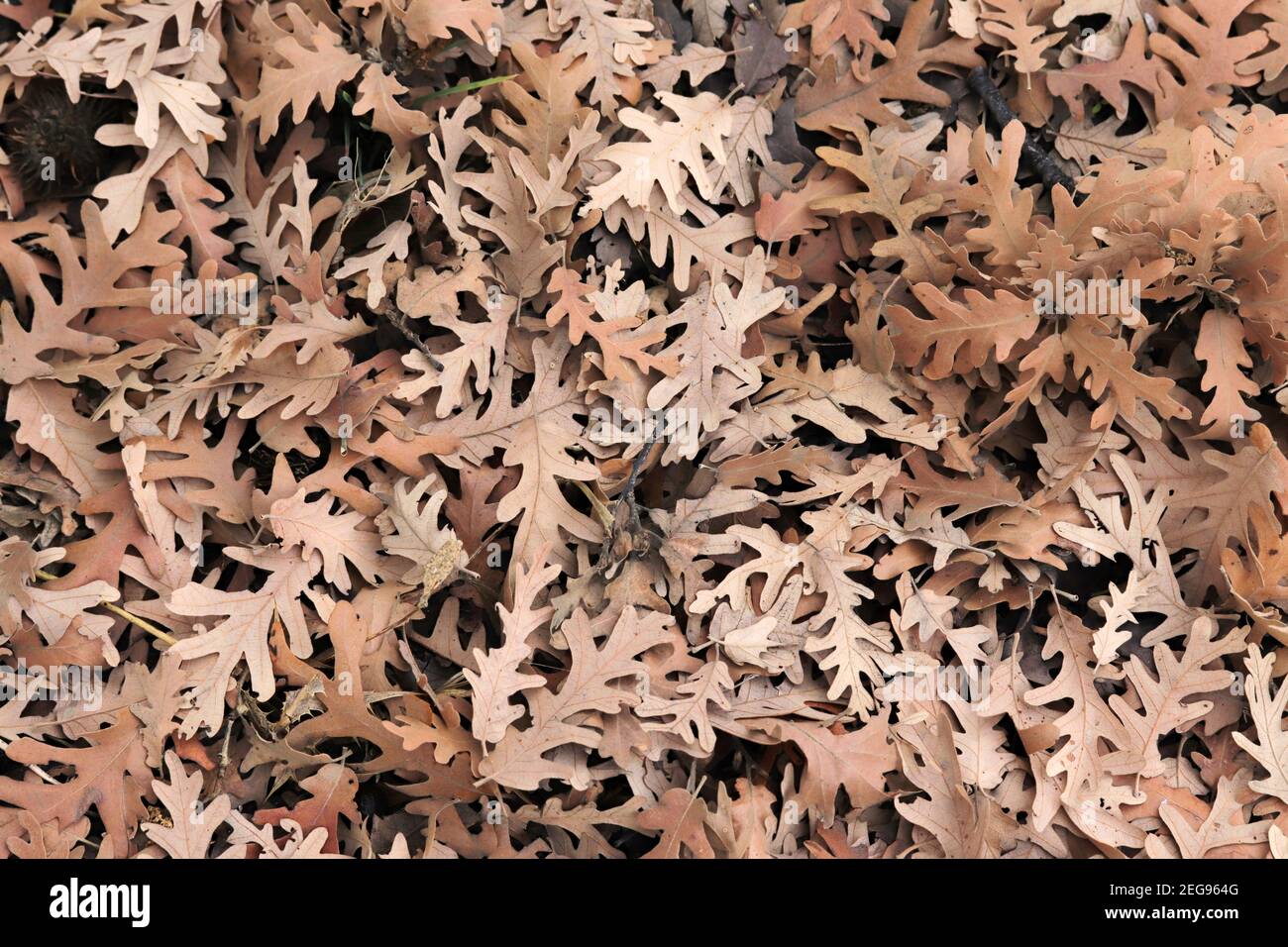Autumn leaves on the forest floor. Natural background of the fallen oak ...