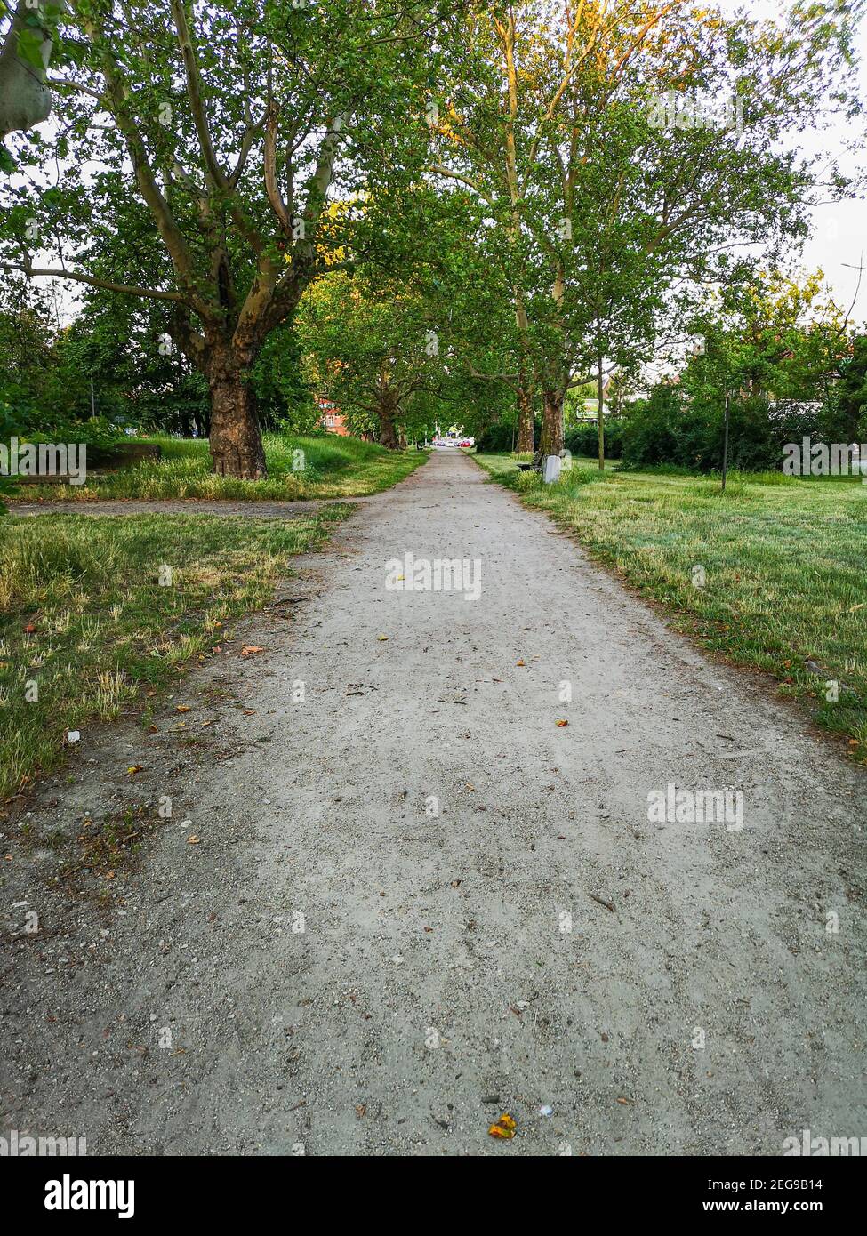 Row green bushes on alley hi-res stock photography and images - Alamy