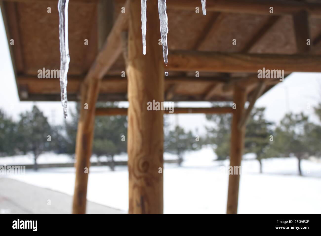 Water drop falling from icicles. Cold weather. Winter concept Stock ...