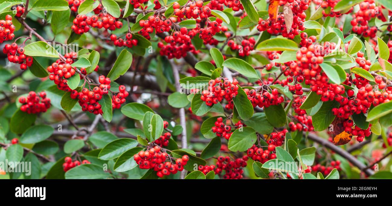 Red wild aroeira fruits on a tree in Brazil Stock Photo - Alamy
