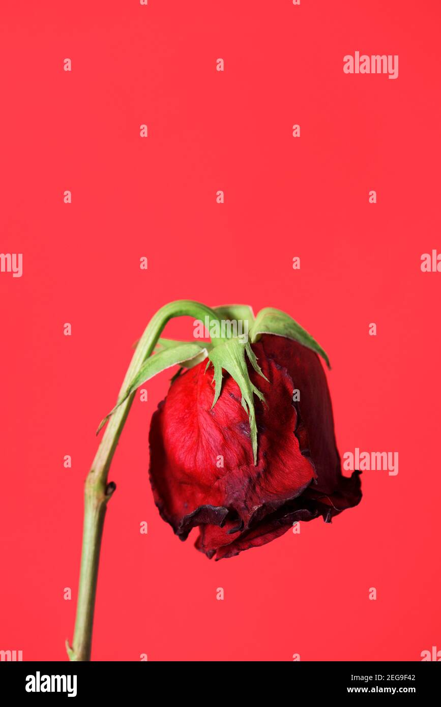 Wilting Flower High Resolution Stock Photography and Images - Alamy