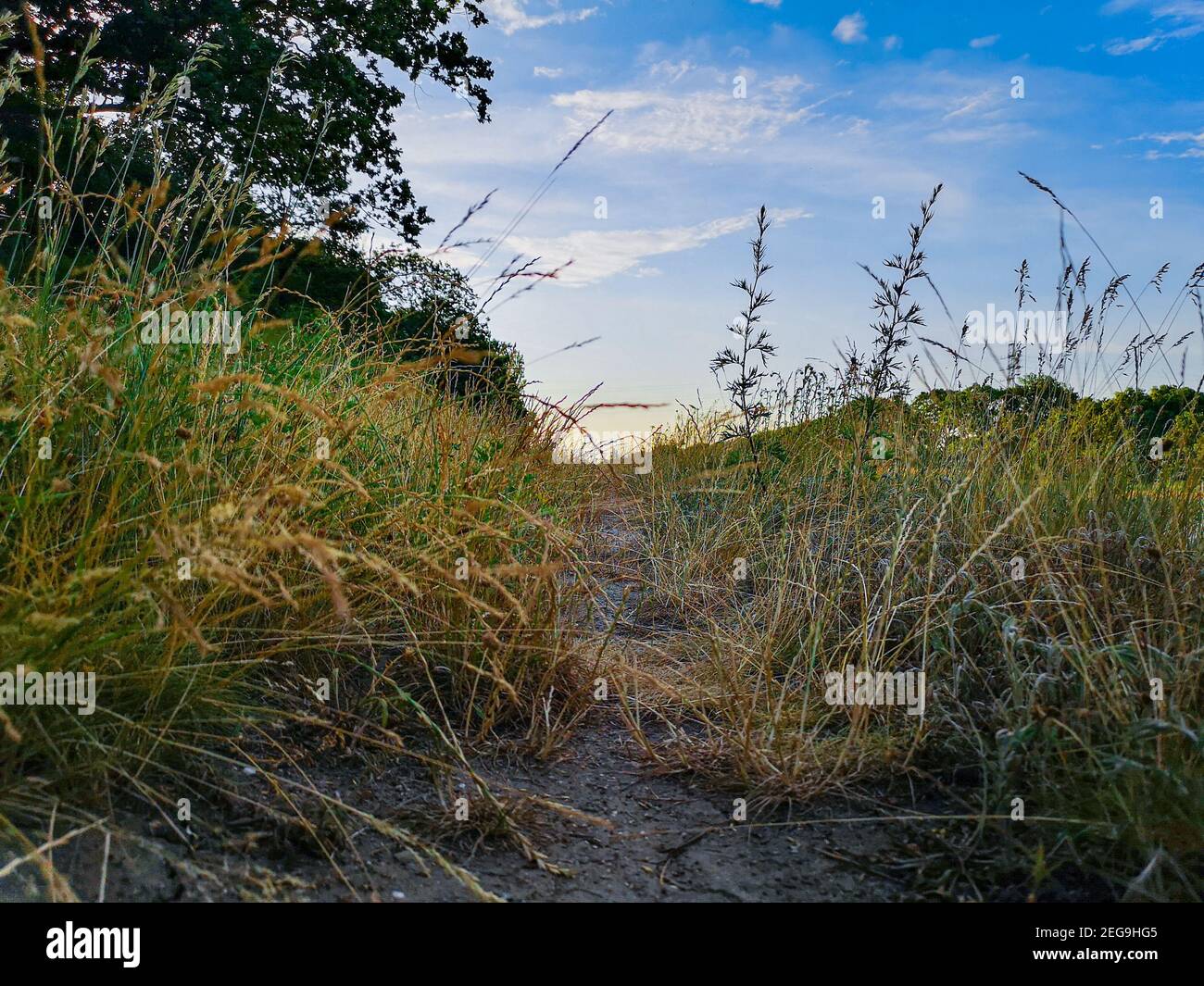 Hidden is the trees hi-res stock photography and images - Alamy