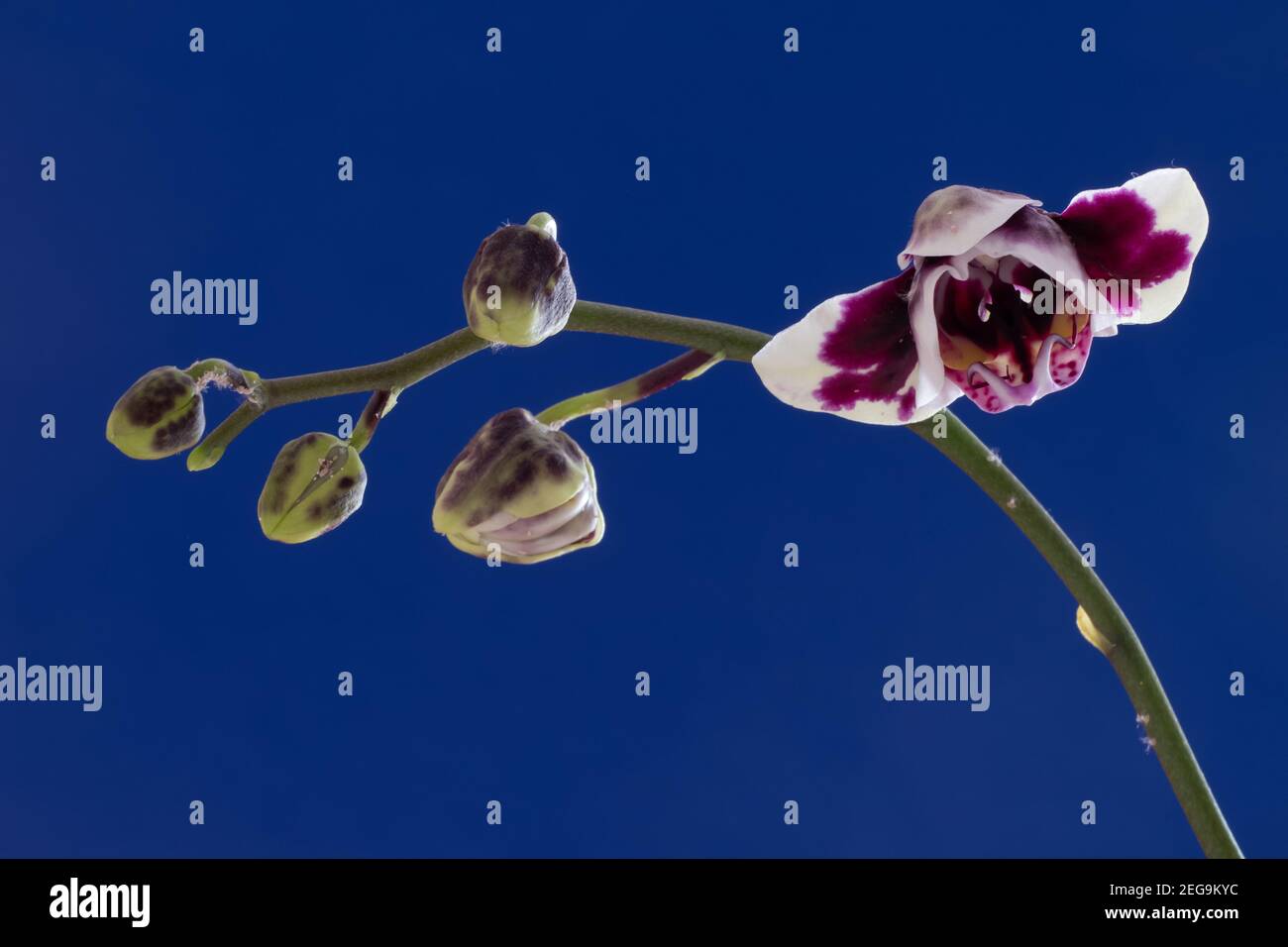 Orchid flower half-open infested with mealybug on a blue background ...