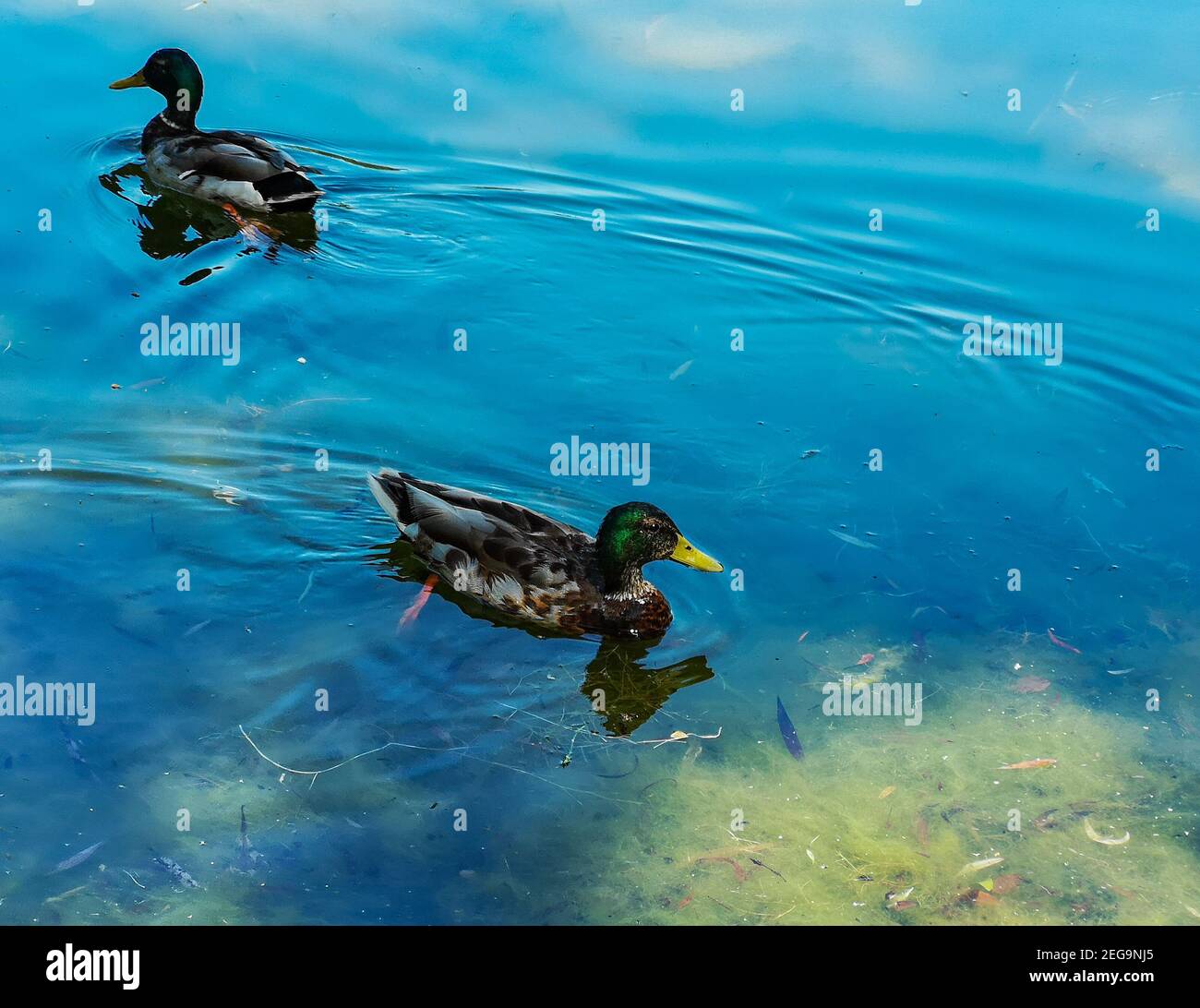 Small grey ducks swimming in beautiful big clear lake Stock Photo - Alamy