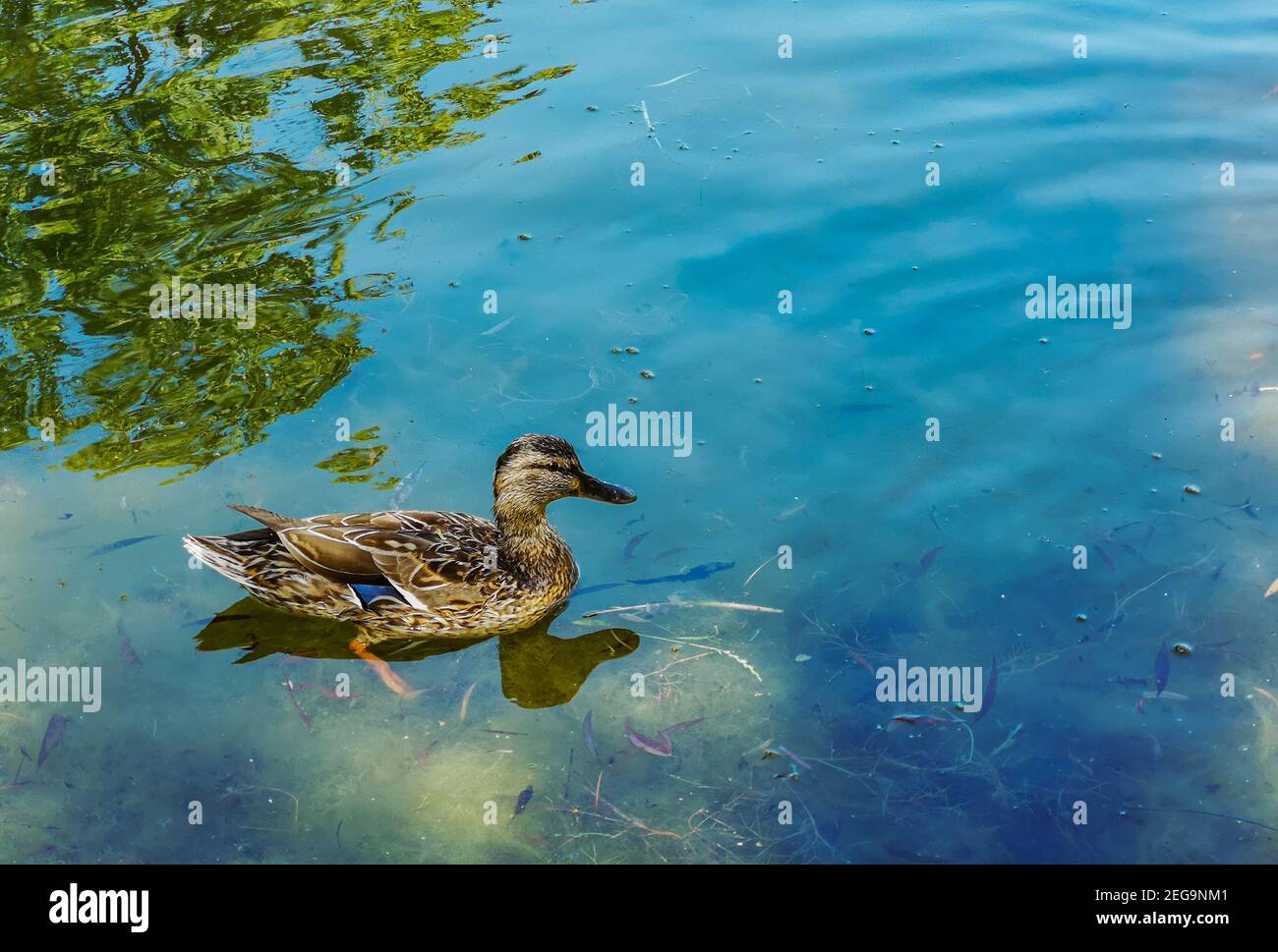 Duck swimming underwater hi-res stock photography and images - Alamy