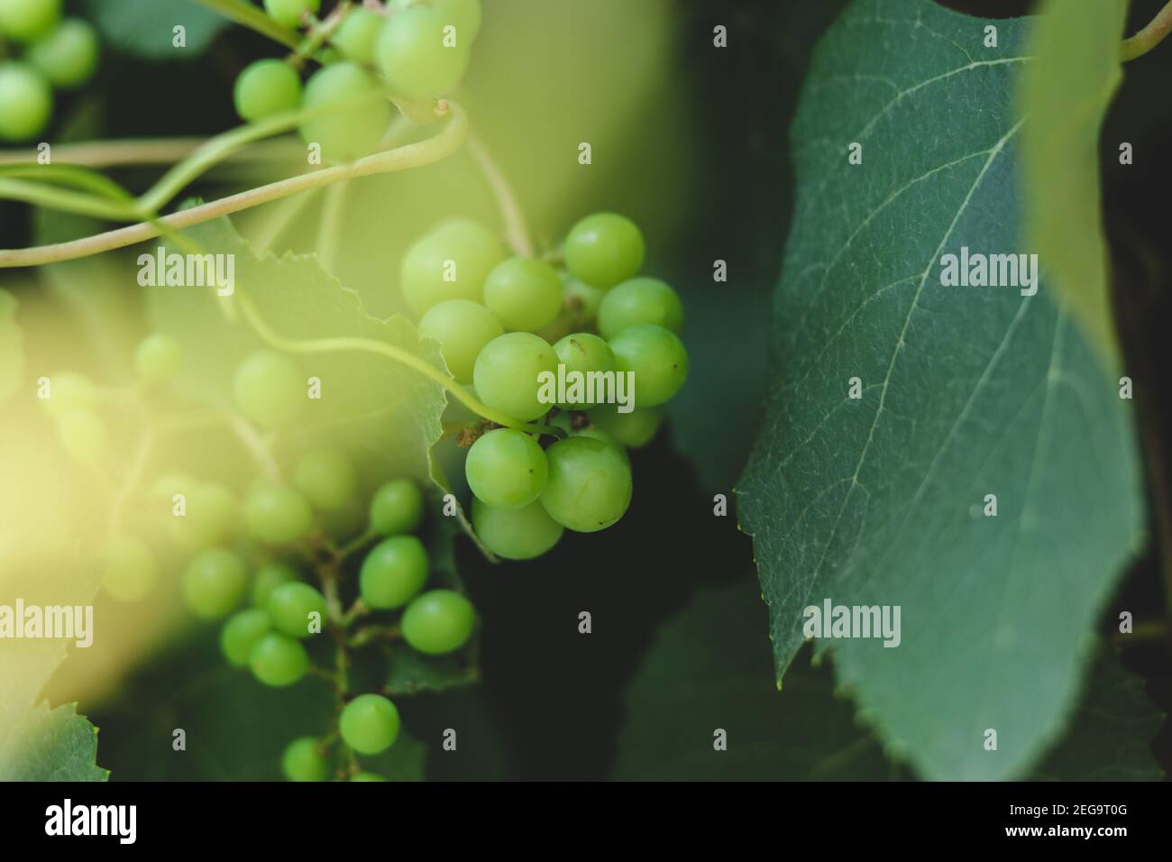 Hidden fruits hi-res stock photography and images - Alamy