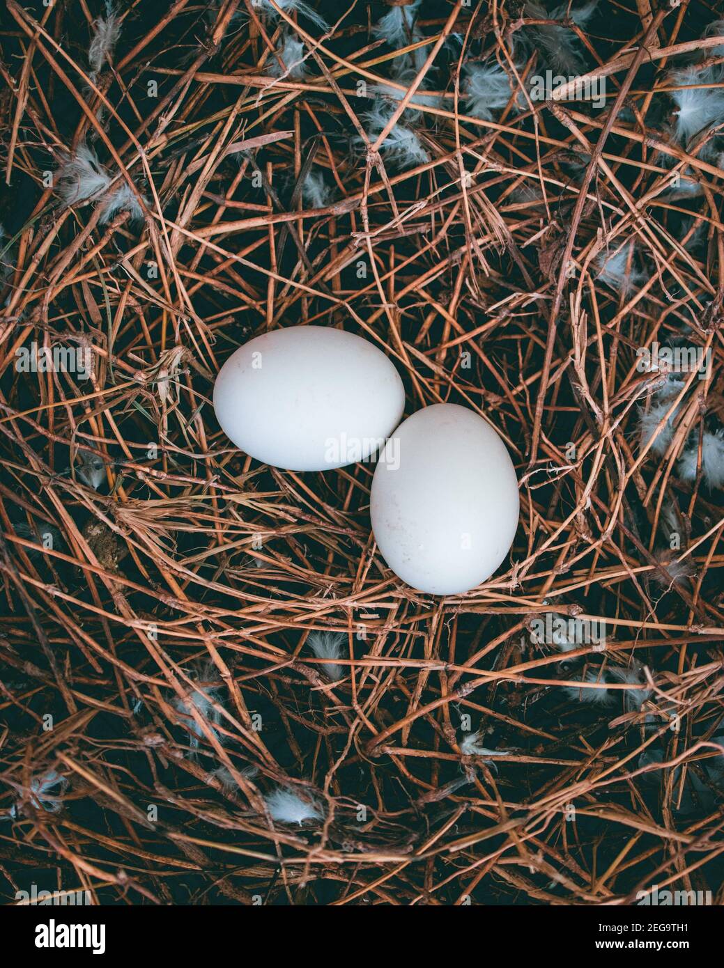 Bird eye shot showing two white small eggs laying in a nest Stock Photo ...