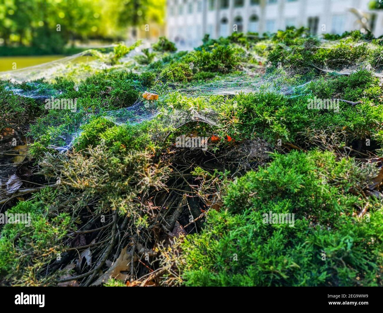 Green garden net hi-res stock photography and images - Alamy