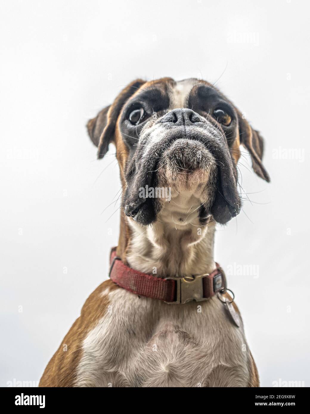 Boxer Dog Silly Face