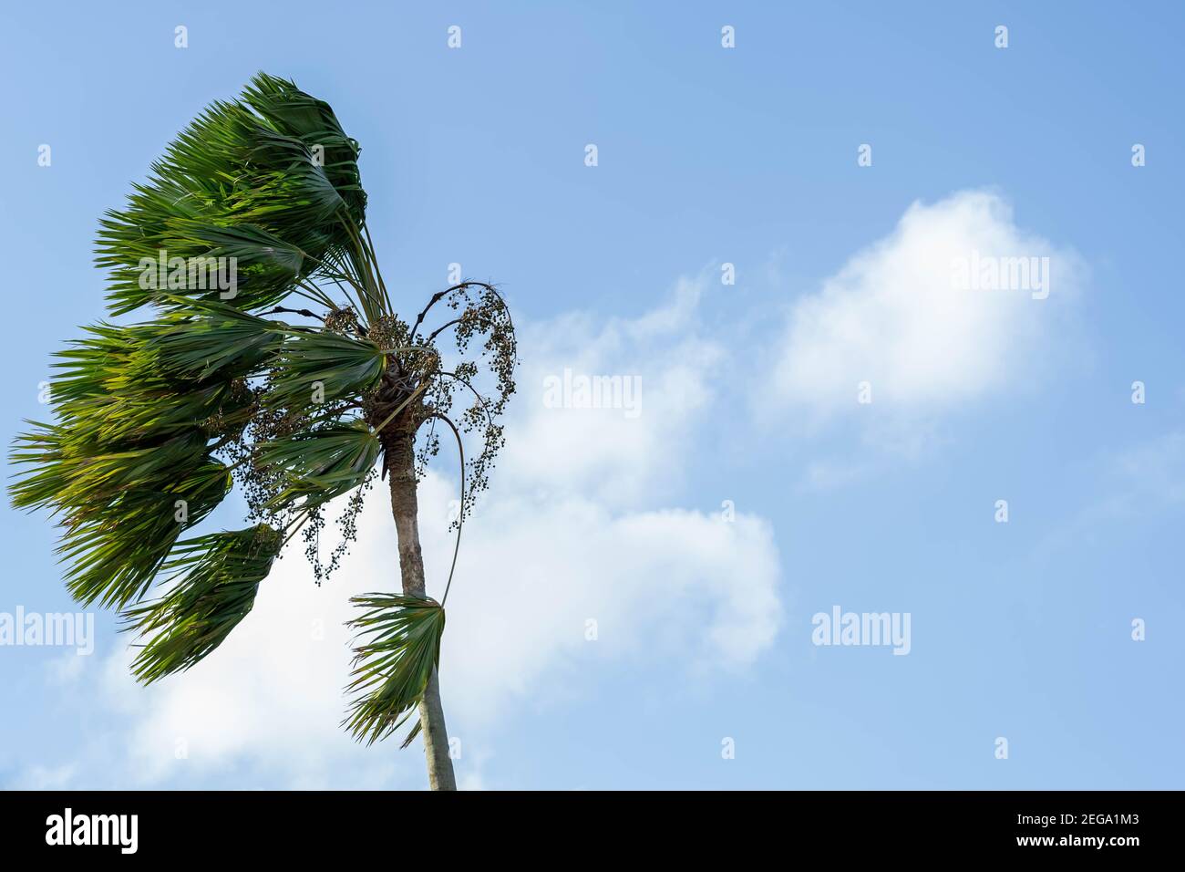 Palm trees are blown by the strong wind during storm or hurricane Stock ...