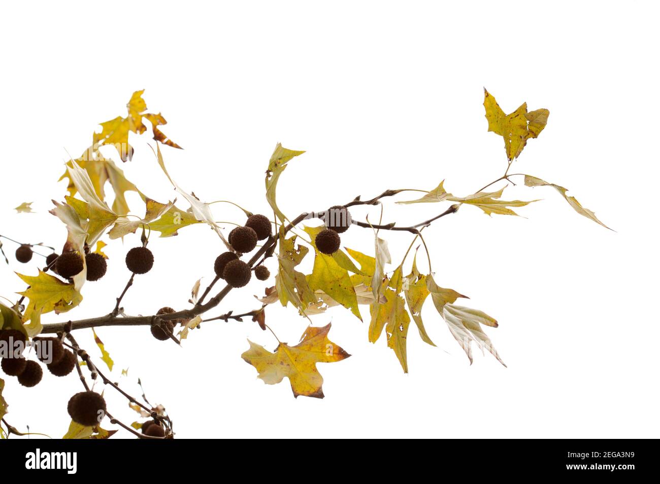 London plane tree branches isolated on white background Stock Photo - Alamy