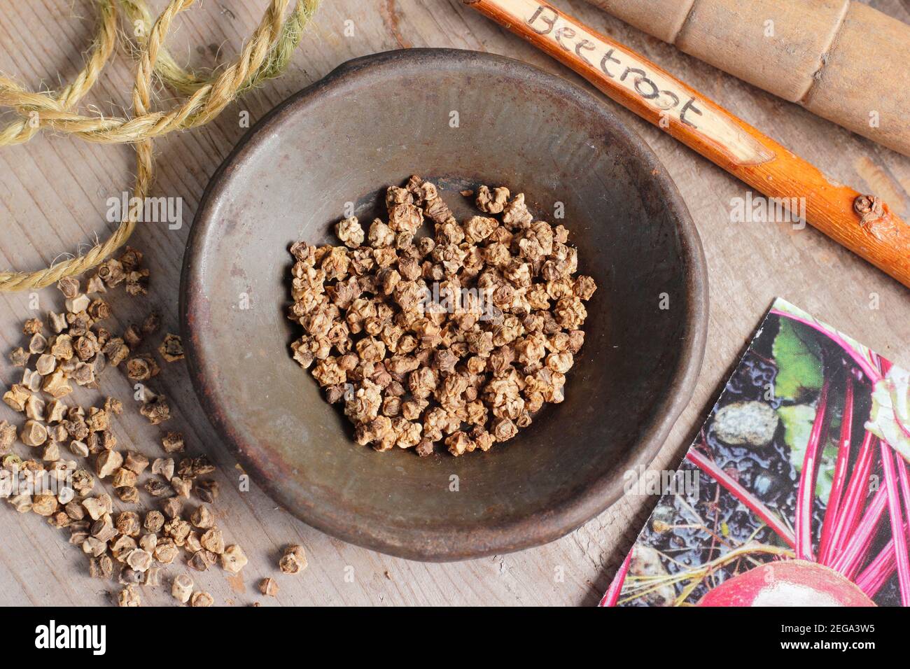 Beta vulgaris. Beetroot seed 'Detroit 2 Crimson Globe' ready to sow. UK ...