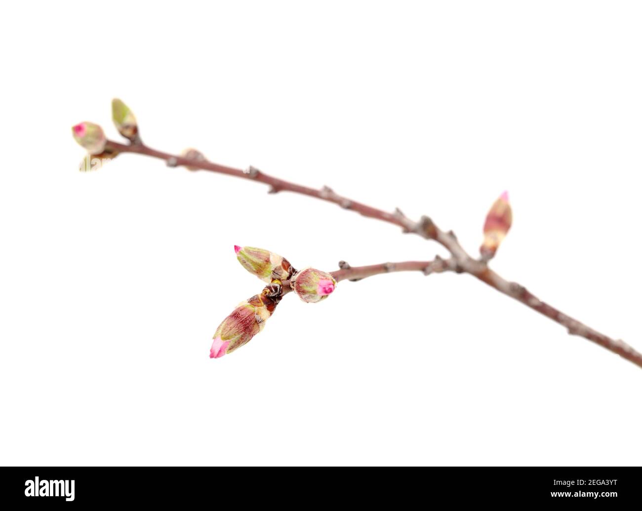 Almond tree twigs about to bloom, isolated on white background Stock ...