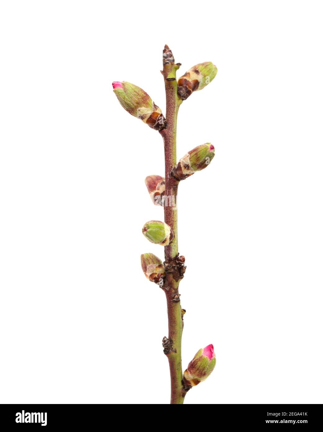 Almond tree twigs about to bloom, isolated on white background Stock ...