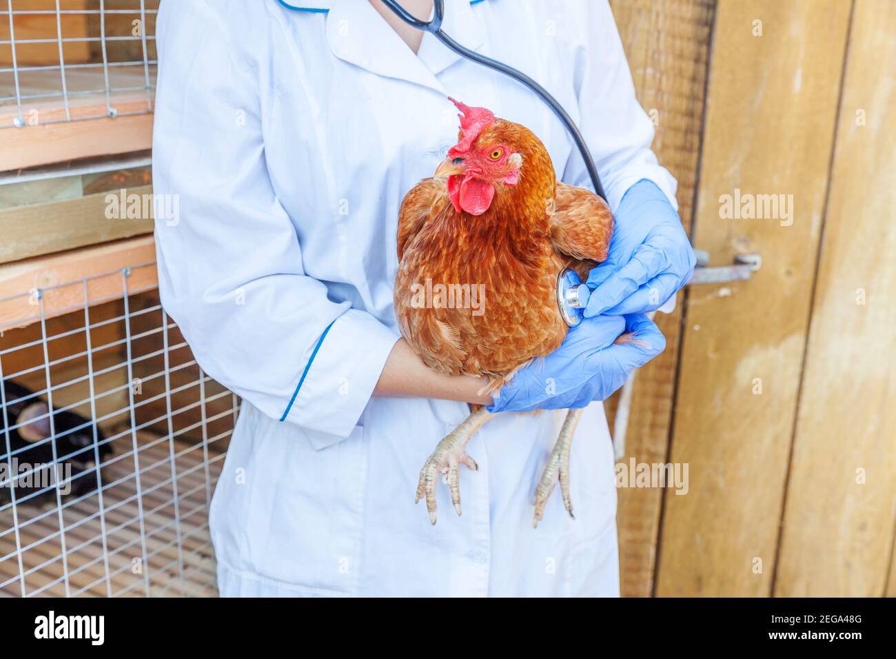 Veterinarian with stethoscope holding and examining chicken on ranch ...