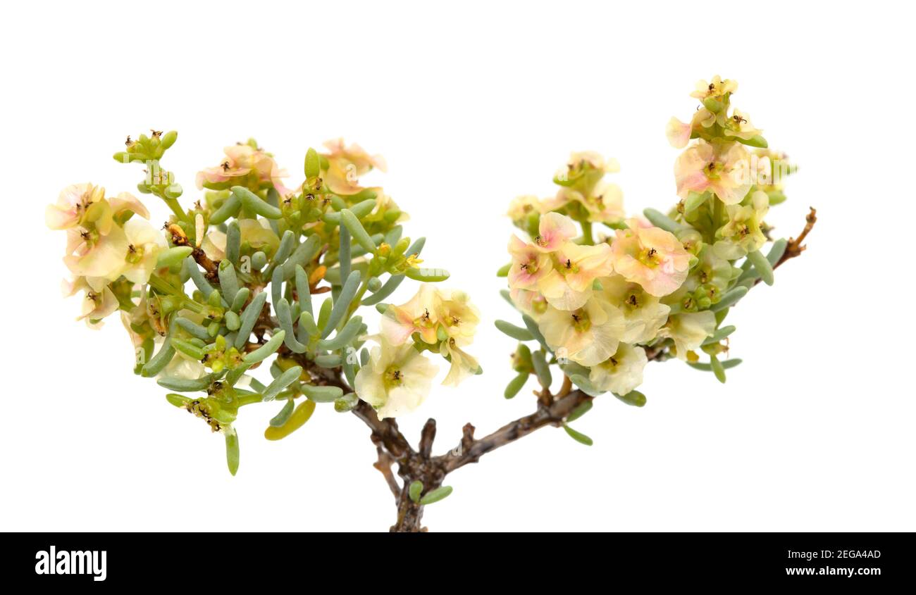 Flora of Gran Canaria - Salsola divaricata saltwort, salt tolerant ...