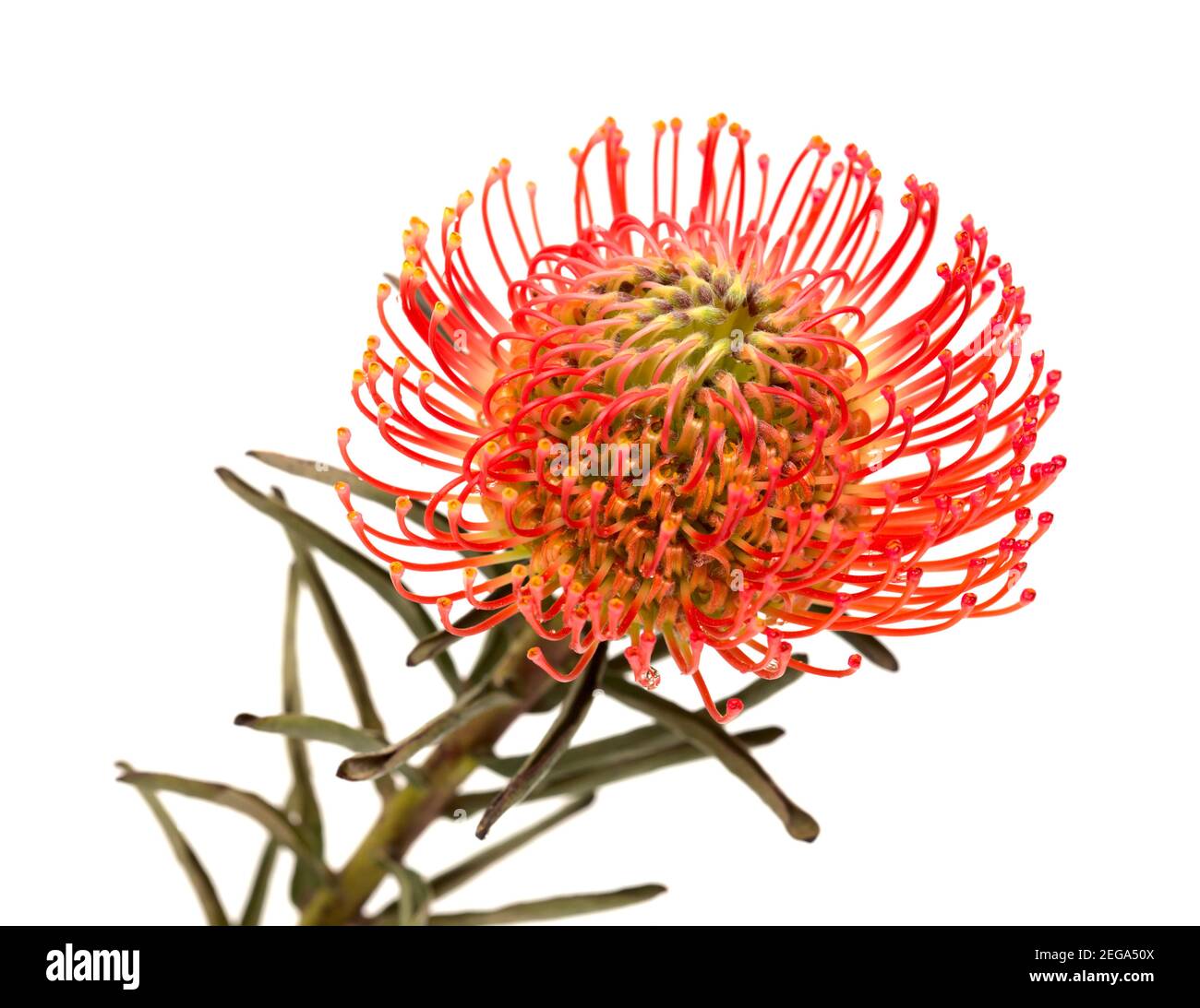Red Leucospermum, AKA pincushion protea isolated on white background ...