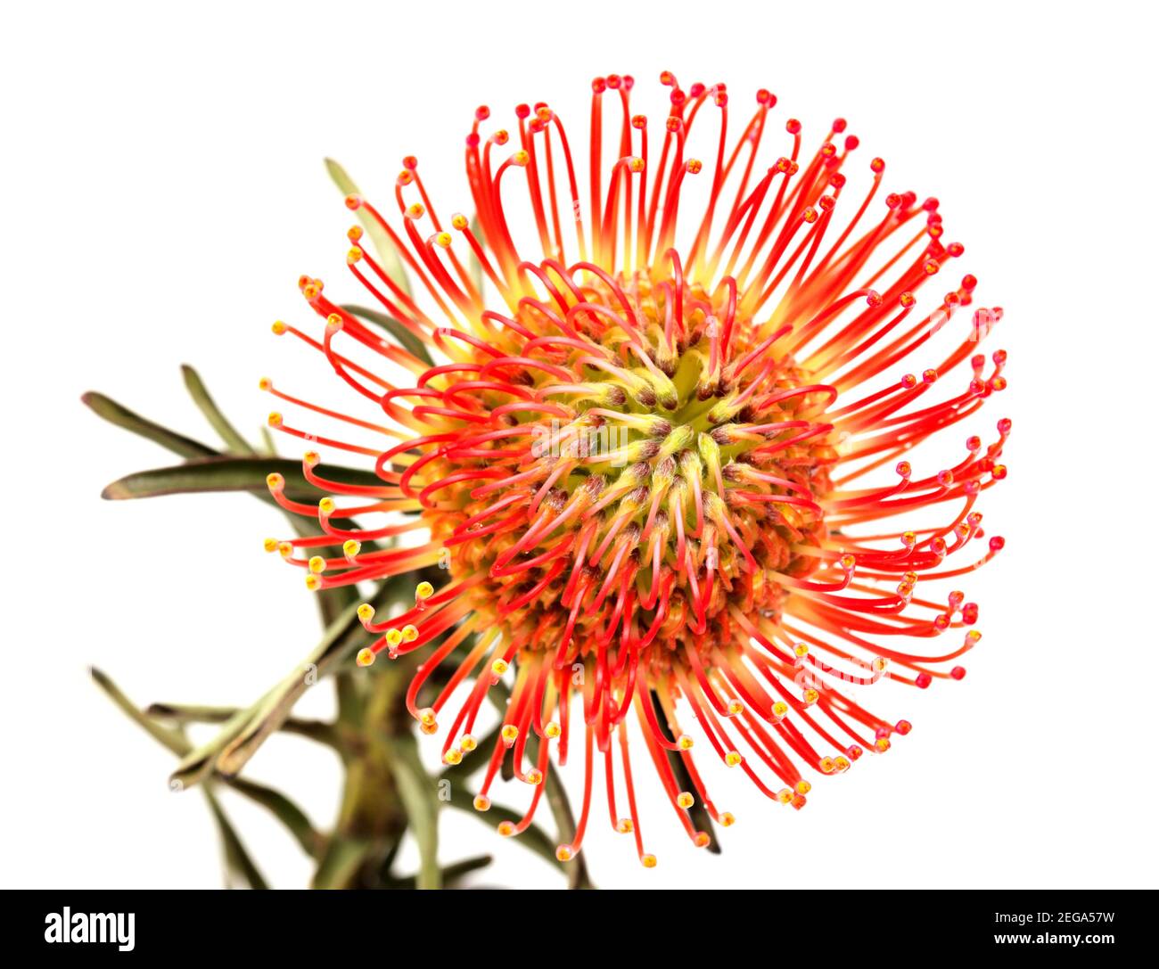 Red Leucospermum, AKA pincushion protea isolated on white background ...