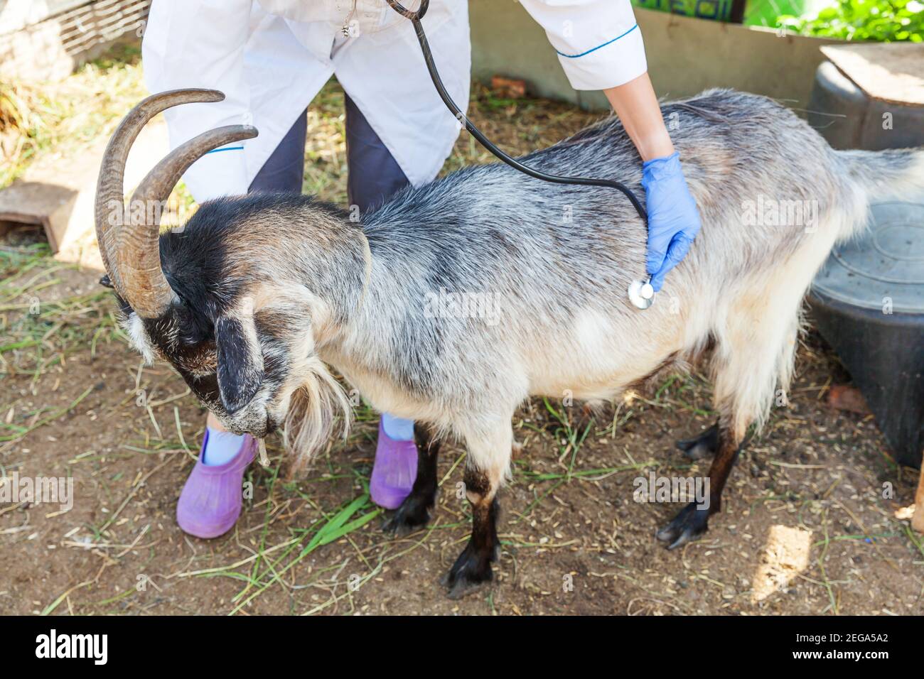 Young veterinarian woman with stethoscope holding and examining goat on ...