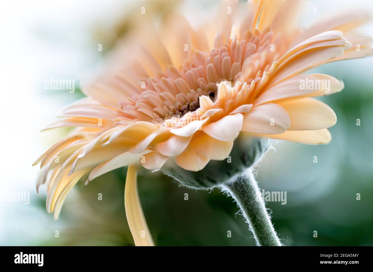 Beautiful summer flower hi-res stock photography and images - Alamy
