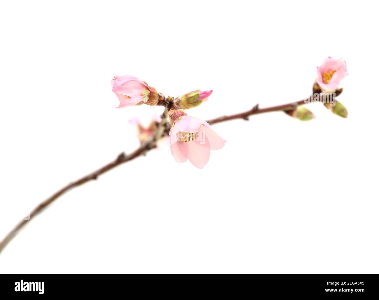Almond tree twigs about to bloom, isolated on white background Stock ...