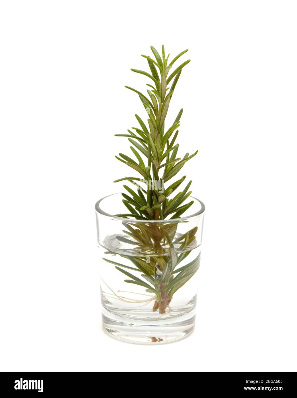 Food plant propagation - small rosemary twig with roots in water ...