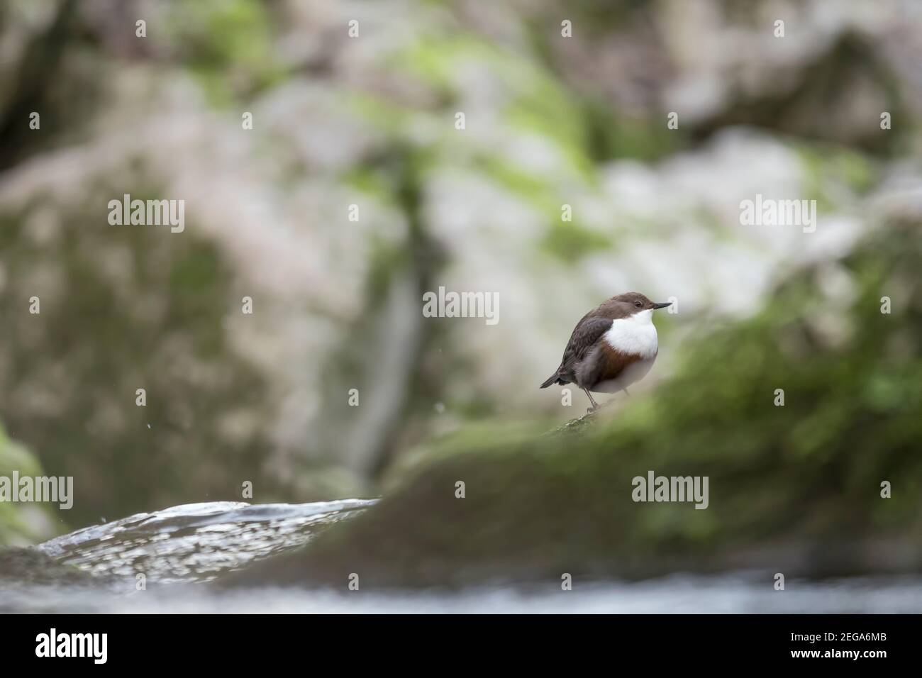 White throated dipper in flight hi-res stock photography and images - Alamy