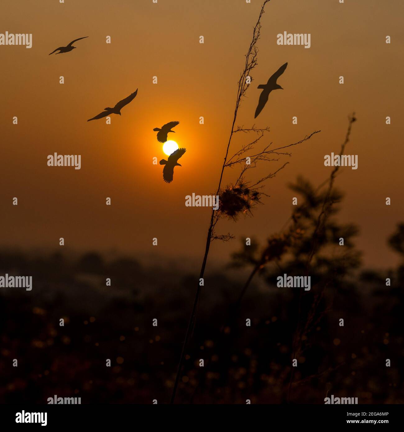 Thailand,summer sunrise felling Stock Photo - Alamy