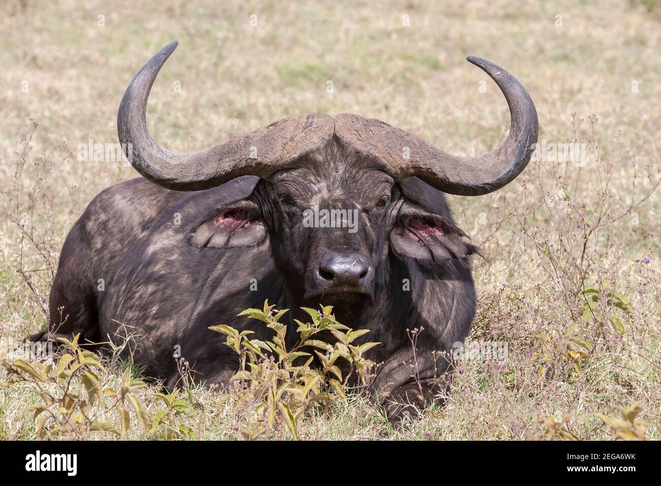 Buffaloes lying down east africa hi-res stock photography and images ...