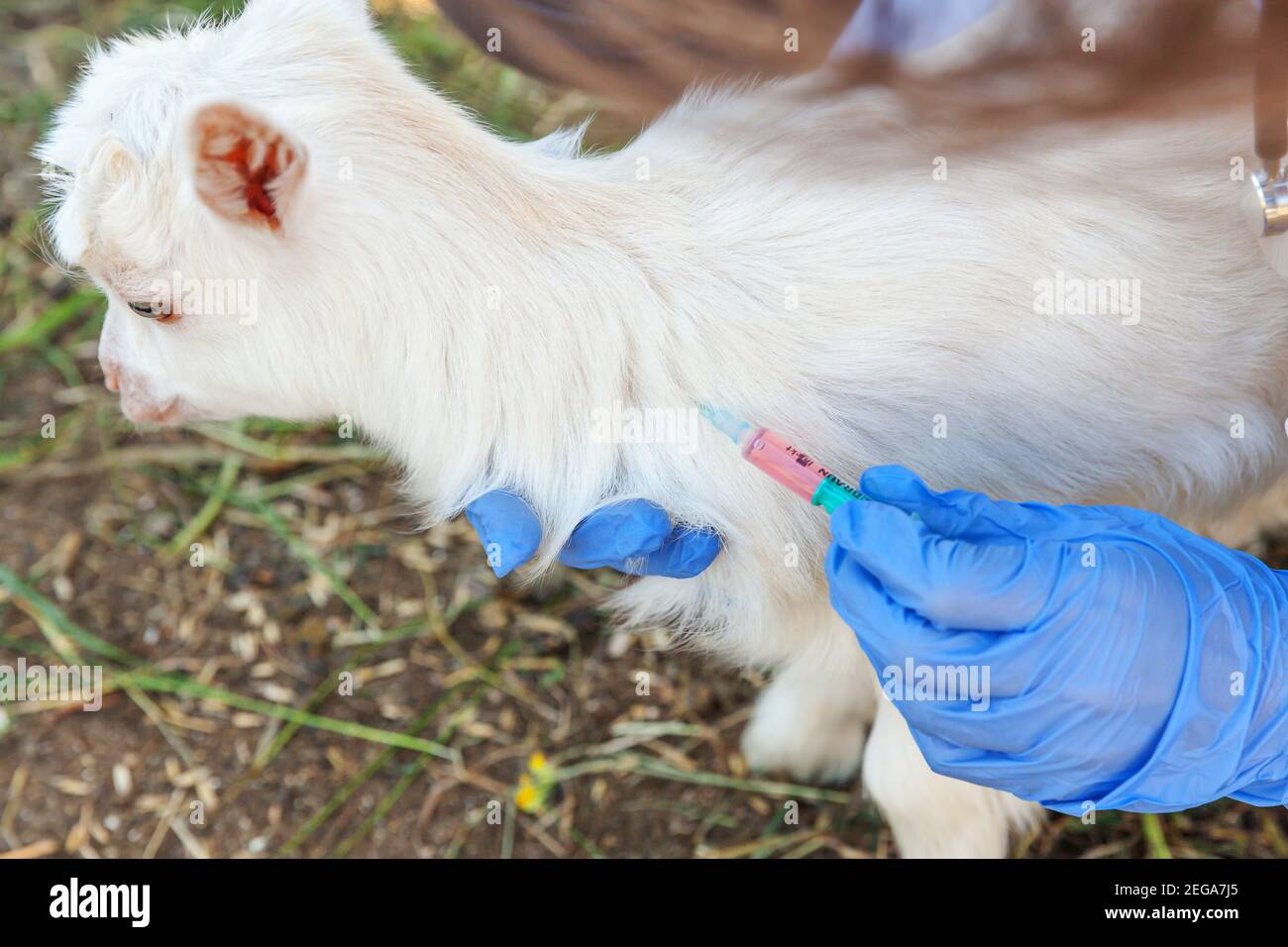 Young veterinarian woman with syringe holding and injecting goat kid on ...