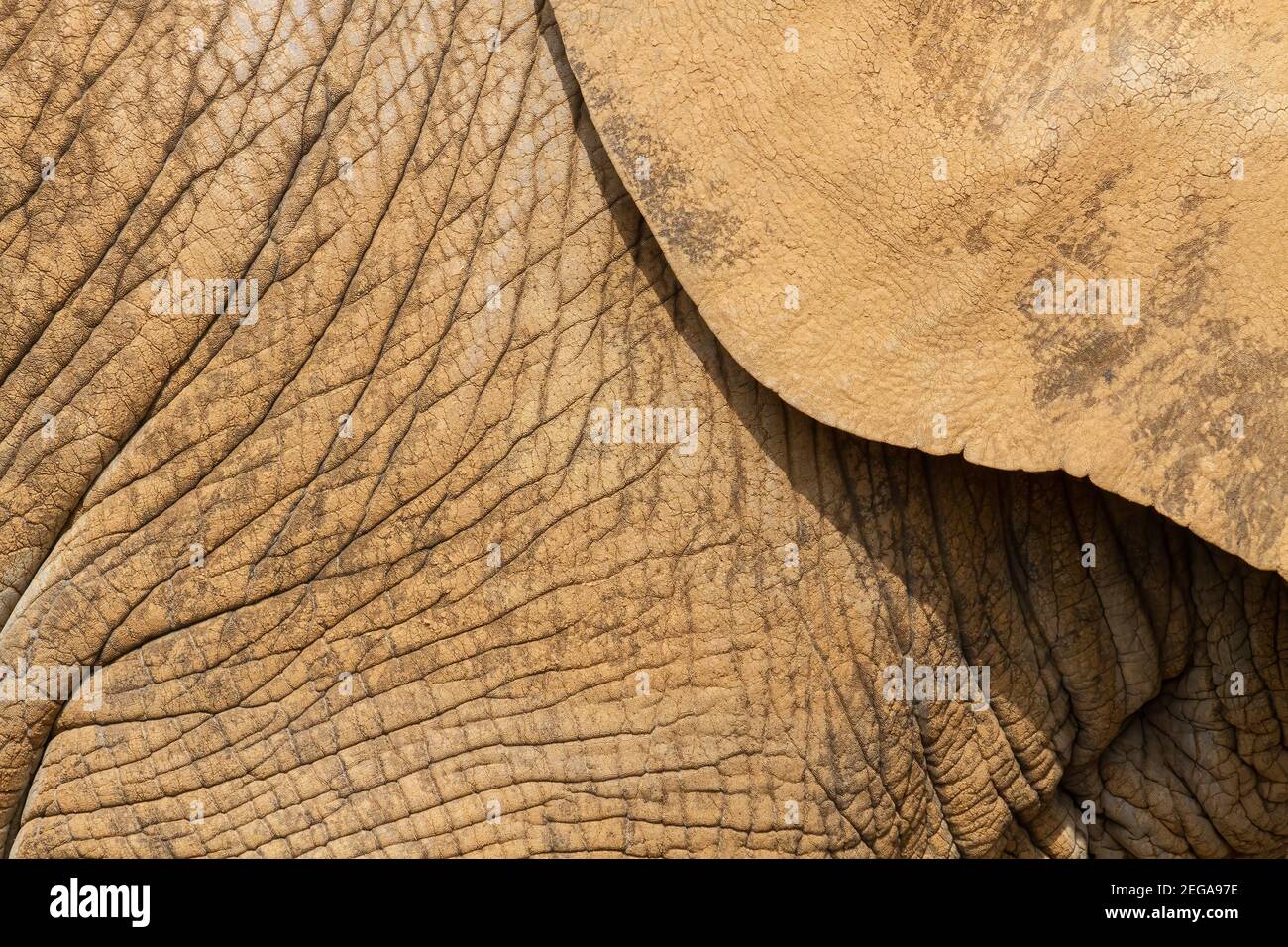 Hide animal park hi-res stock photography and images - Alamy