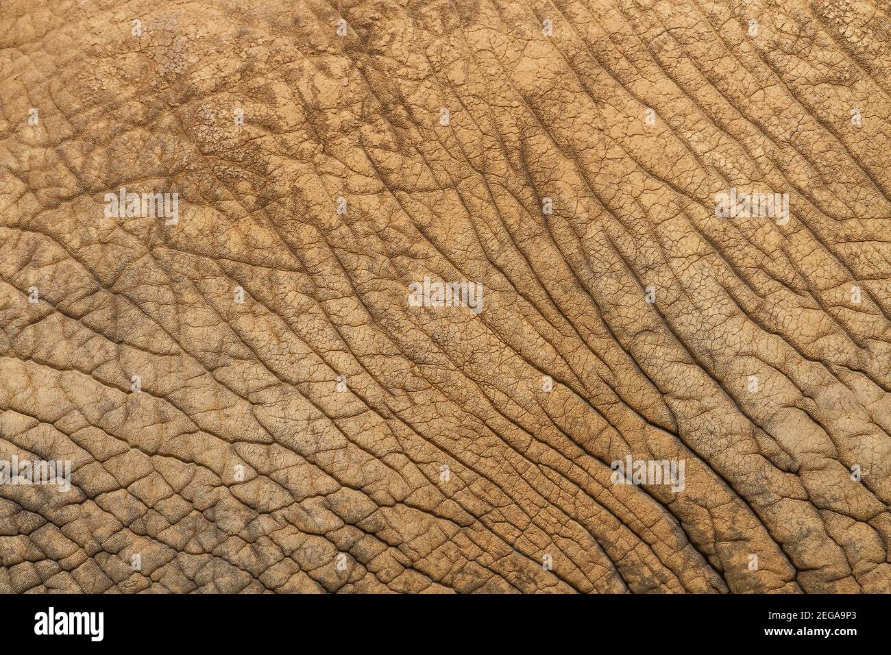 Elephant calves hide hi-res stock photography and images - Alamy