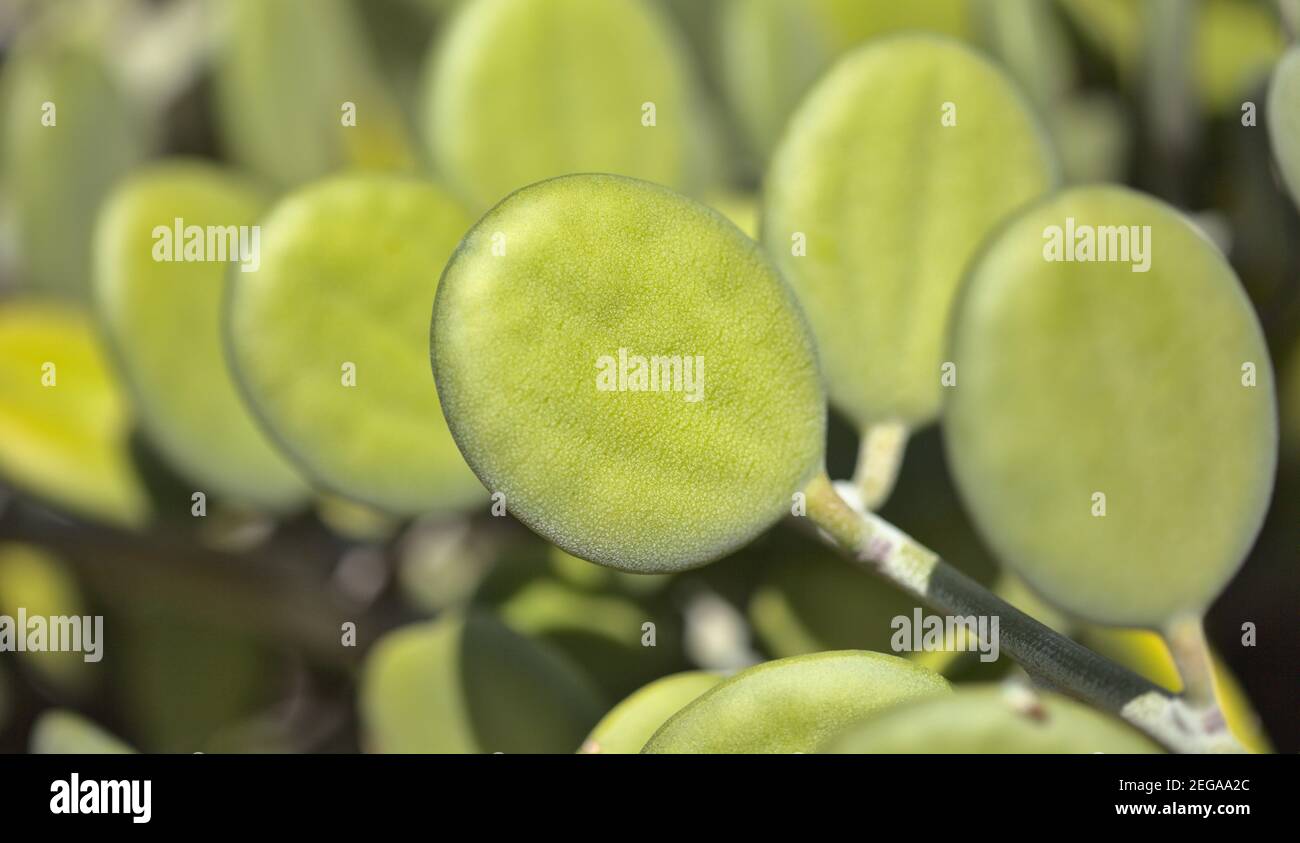 Strange round leaves of natural Xerosicyos danguyi aka silver dollar ...