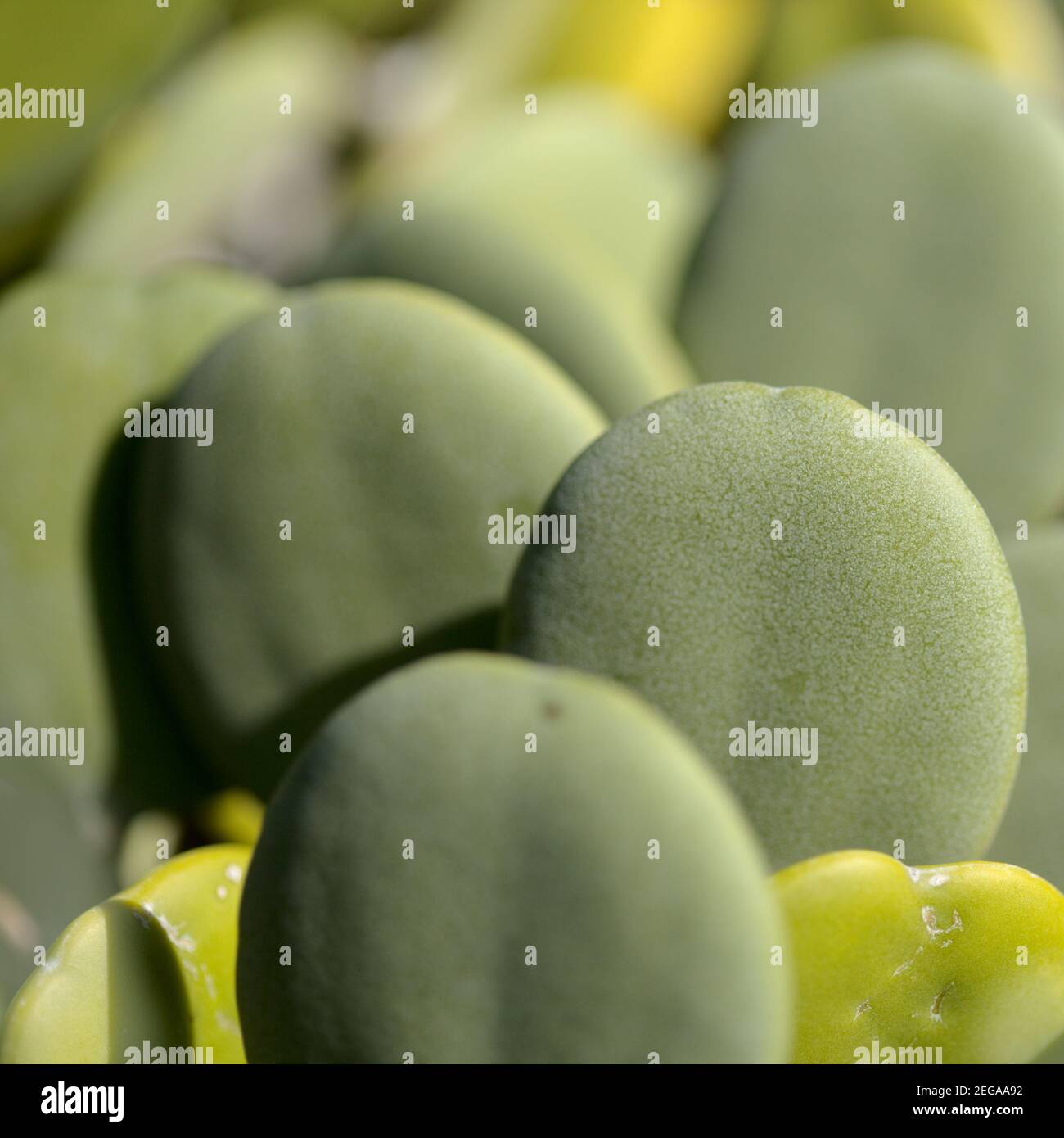 Strange round leaves of natural Xerosicyos danguyi aka silver dollar ...