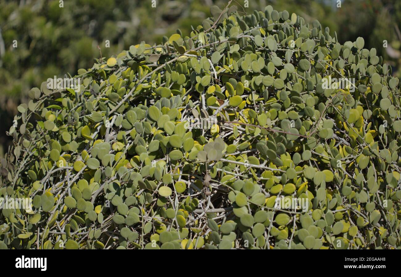 Strange round leaves of natural Xerosicyos danguyi aka silver dollar ...