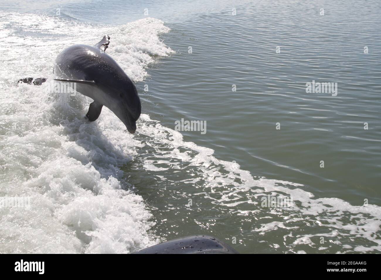 Mammals that swim hi-res stock photography and images - Alamy