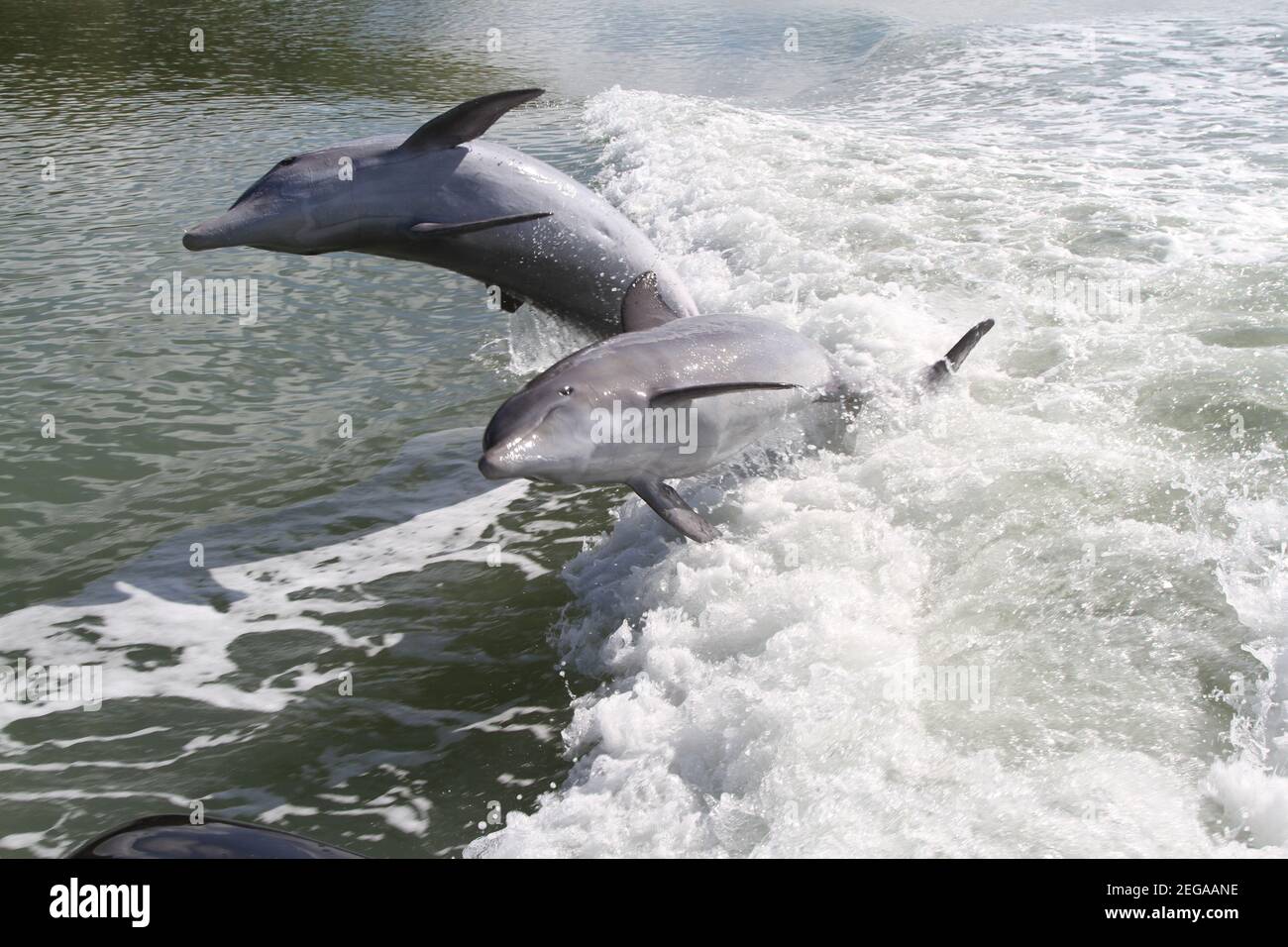 Dolphins swimming and playing in the water Stock Photo - Alamy