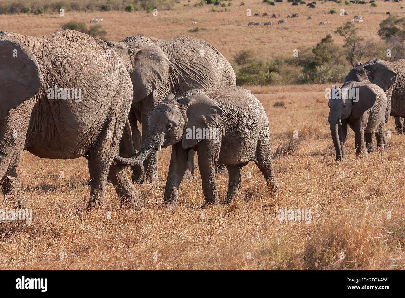 African elephant, Loxodonta africana, baby elephant with adults walking ...